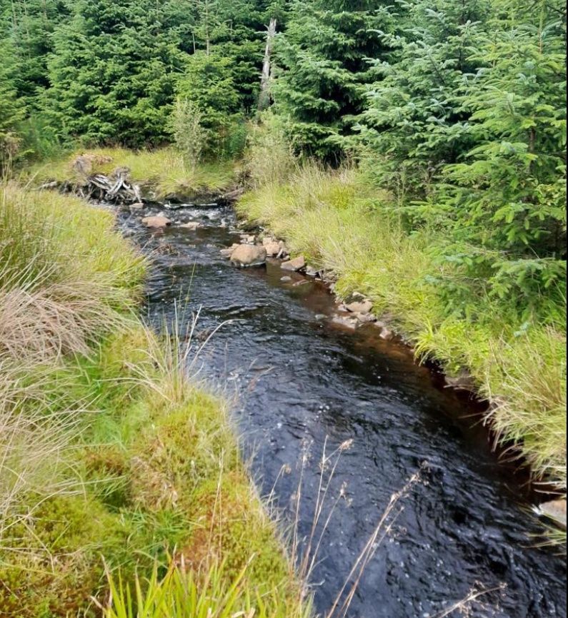 Article 6 (3) Appropriate Assessment Screening Report: Conifer ...